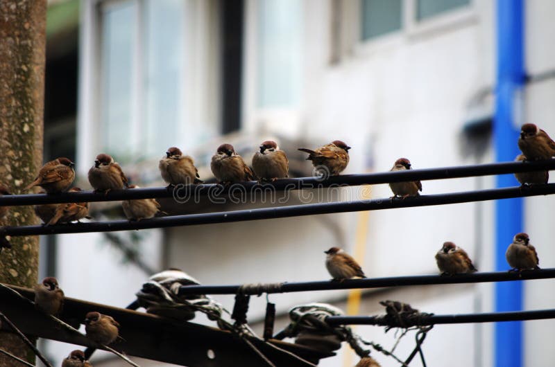 Many Sparrows or Family of Small Passerine Birds Also Known As True ...