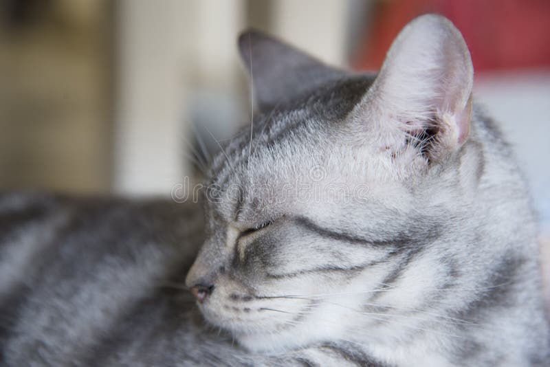 Many species of cat colors stock image. Image of domestic - 72638991