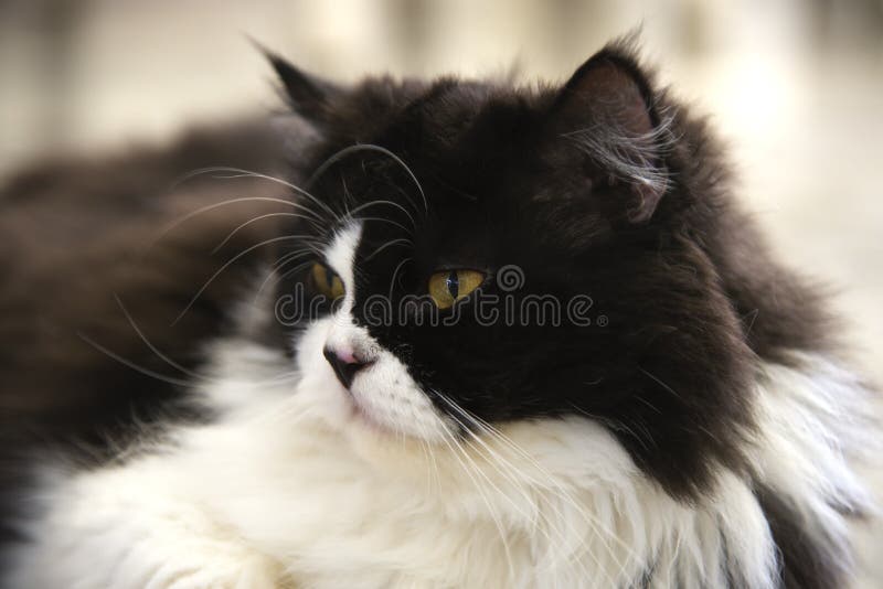 Many species of cat colors stock image. Image of feed - 72639499