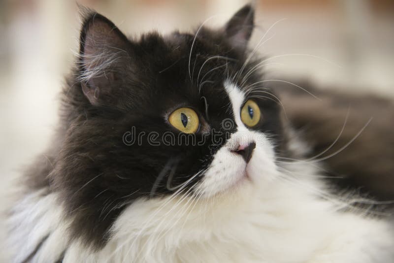 Many species of cat colors stock image. Image of animal - 72788675