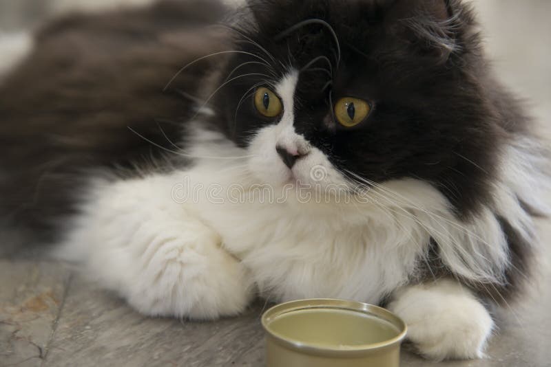 Many species of cat colors stock image. Image of feed - 72639879