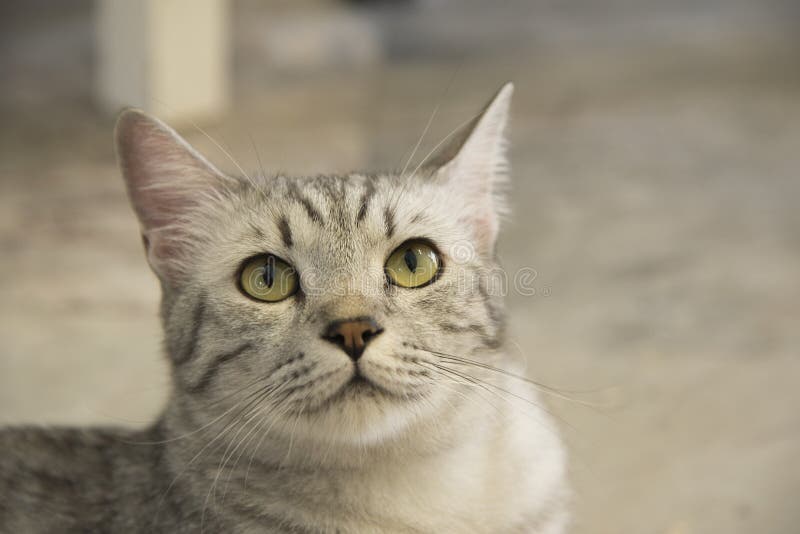 Many species of cat colors stock image. Image of abstract - 72787929