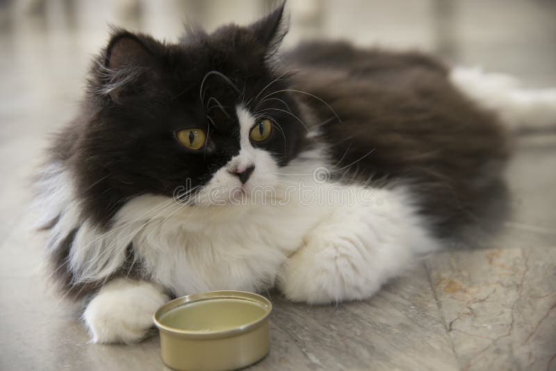 Many species of cat colors stock image. Image of animal - 72788675