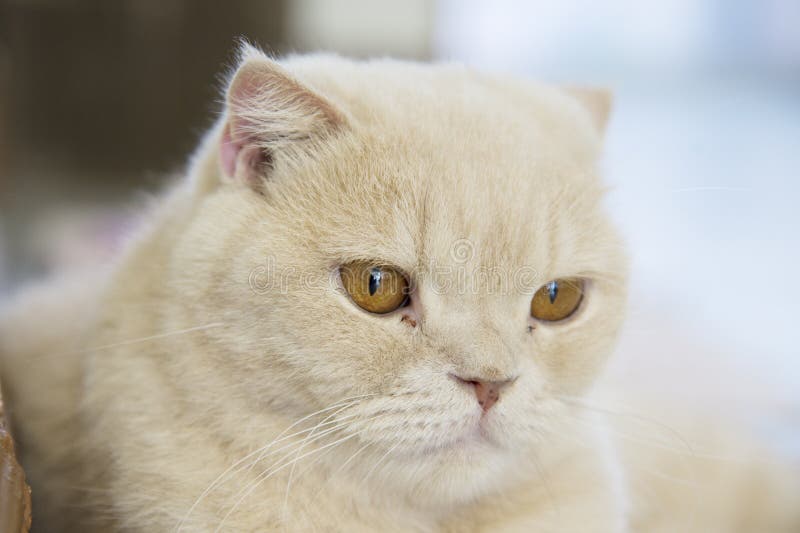 Many species of cat colors stock image. Image of portrait - 72788761