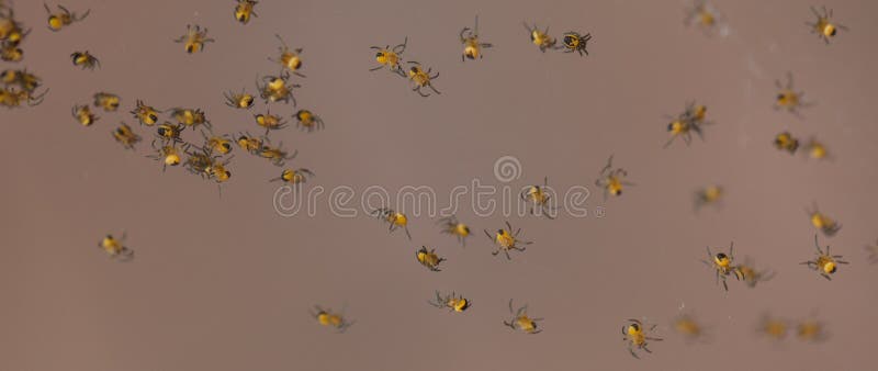 Many spiders stock photo. Image of little, spider, arachnophobia - 32765314