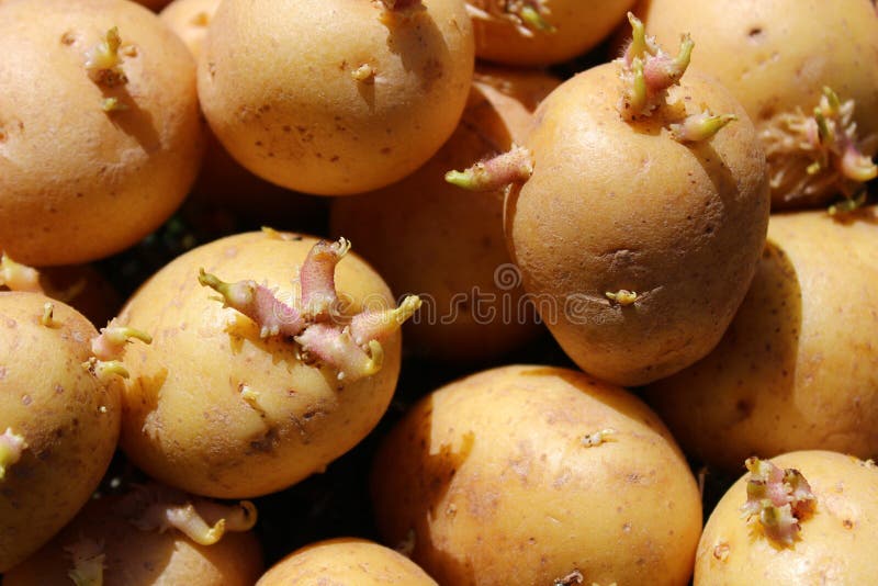 Many Sprouting Potatoes in the Garden Stock Image - Image of harvest ...
