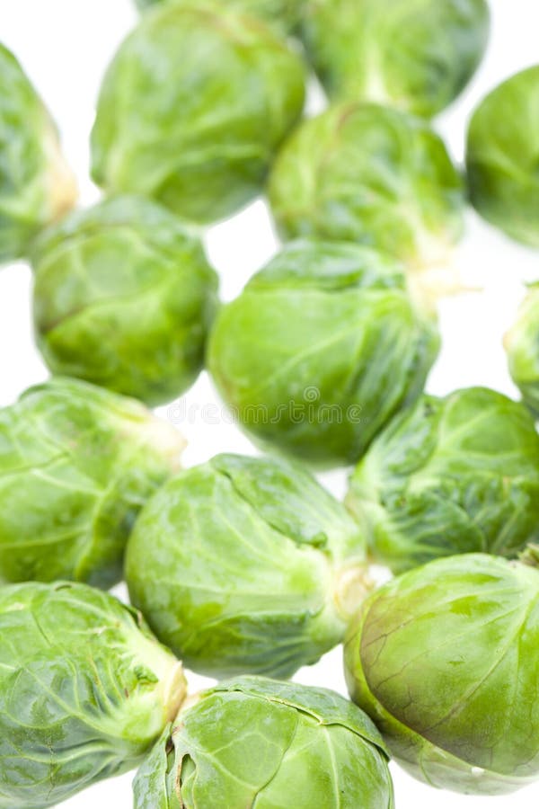 Many Sprouts Roses Isolated on White Background Stock Photo - Image of ...