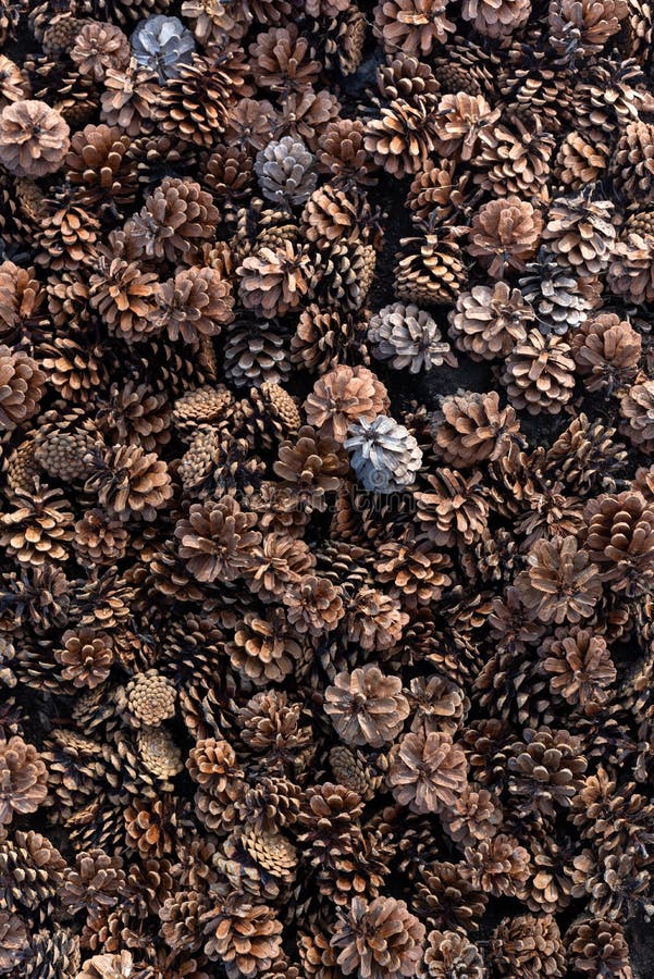 Many Spruce Cones Top View. Natural Background Stock Photo - Image of ...