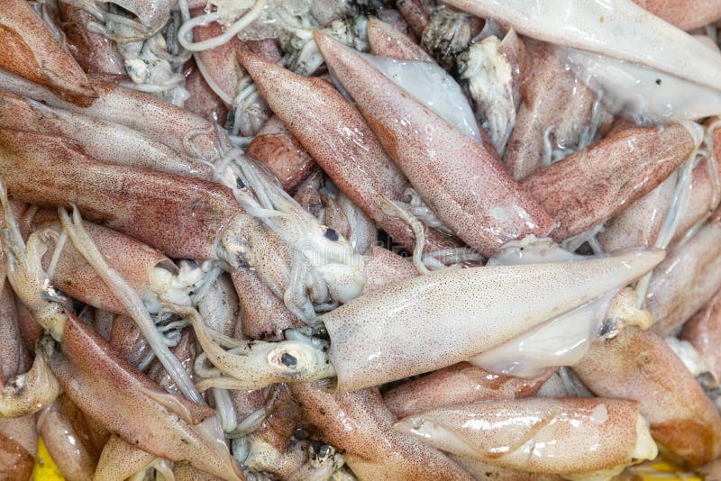 Many Squids in Box for Sale at the Fish Market in Acre Israel Stock ...