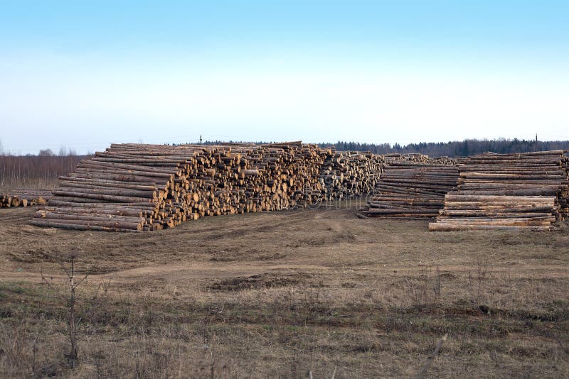 Stacked Sawed Pine Logs in a Pile Under Snow in Overcast Winter Day ...