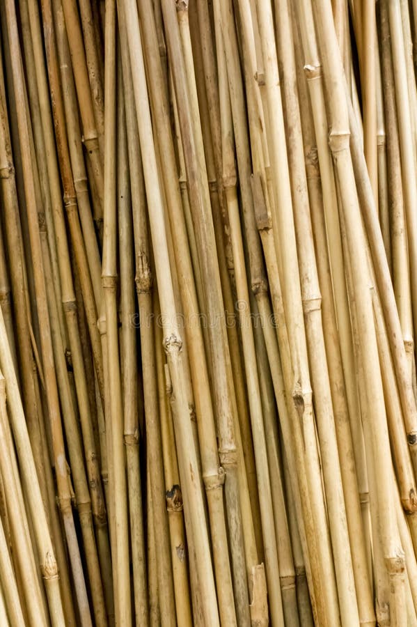 Many Standing Bamboo Sticks Stock Photo - Image of bamboo, sticks ...