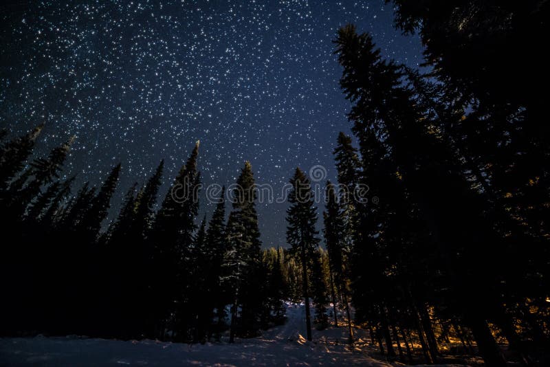 Many Stars Above Forest Trees Stock Image - Image of black, dusk: 51766757