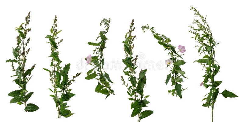 Many Stems of Bindweed with Flowers and Green Leaves Isolated on White ...