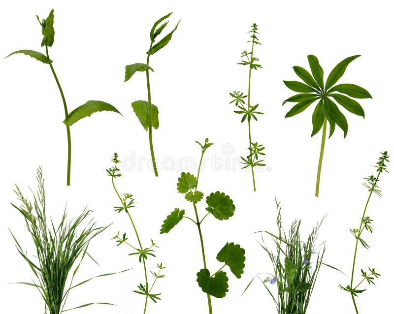 Many Stems of Various Forest and Meadow Grass on White Background Stock ...