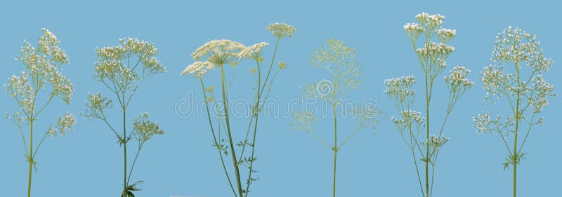 Many Stems of Various Forest Plants Witn White Flowers on Blue ...