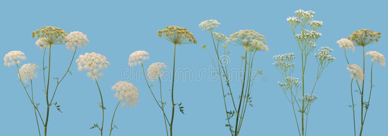 Many Stems of Various Forest Plants Witn White Flowers Isolated on ...