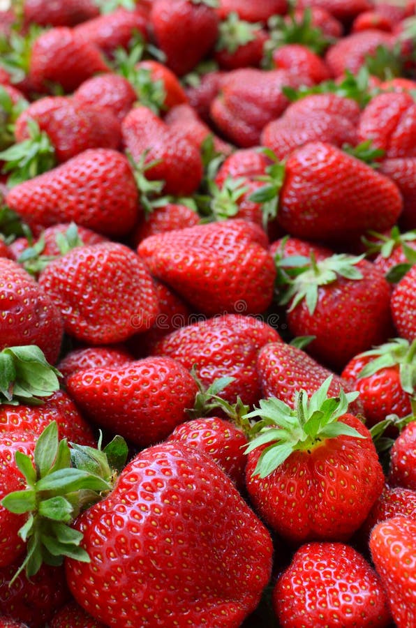 Strawberries stock image. Image of shiny, harvest, strawberry - 30957577