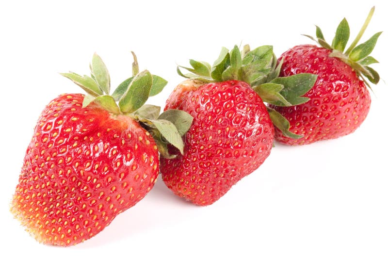 Many Strawberry Berries are Flowers. Stock Image - Image of field ...