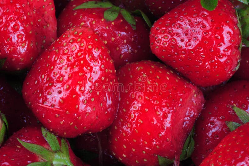 Many Strawberry at day stock image. Image of nature - 112384825