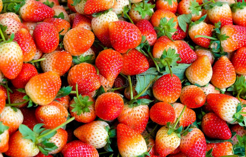 Many strawberry stock photo. Image of healthy, nutrition - 64279072