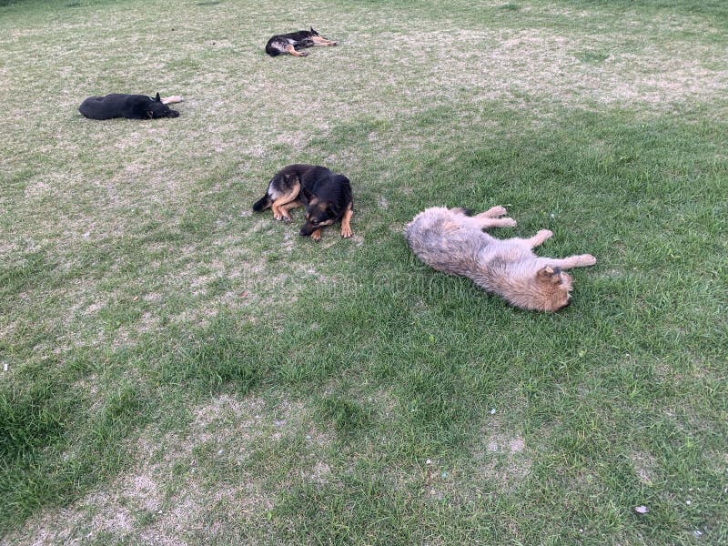 Many street dogs stock image. Image of infection, friend - 251177479