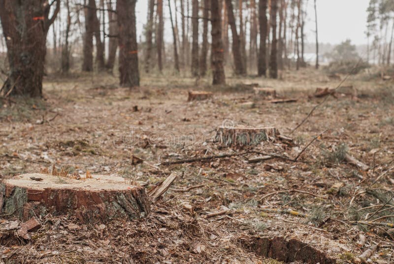 Many Stumps in the Pine Forest, Deforestation Concept Stock Image ...