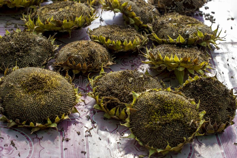Many of Sun Flowers are Laying on the Deck on Sunlight for Drying ...
