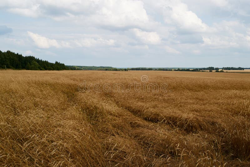 Ripples in the wind stock photo. Image of agriculture - 103677482