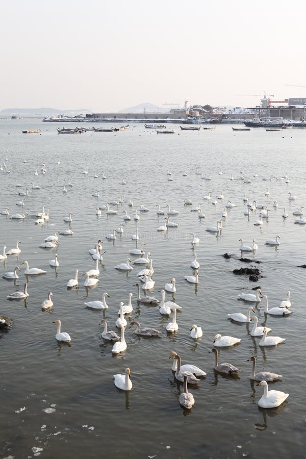 Many swans stock photo. Image of wild, water, ducks, blue - 12647316
