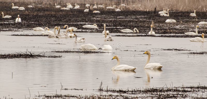 Many Swans Swimming in the Light Stock Photo - Image of swans, shining ...