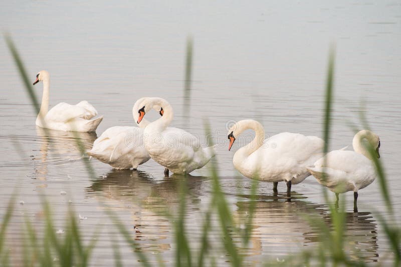 Many Swans in in Lake, Latvia Stock Image - Image of swim, latvia ...