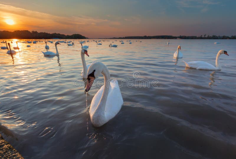 Swan on Sunset Lit Water stock photo. Image of dusk, evening - 73291854