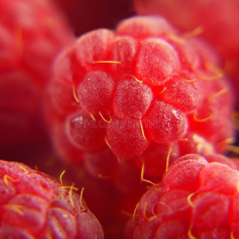 Many Sweet Fresh Red Raspberries Berries Background, Closeup Stock ...