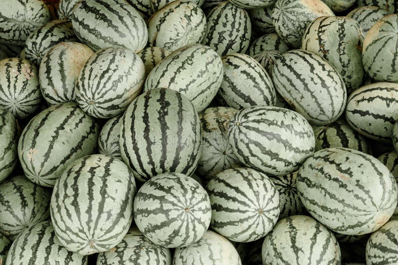 Many Sweet Green Watermelons Stock Image - Image of delicious, healthy ...