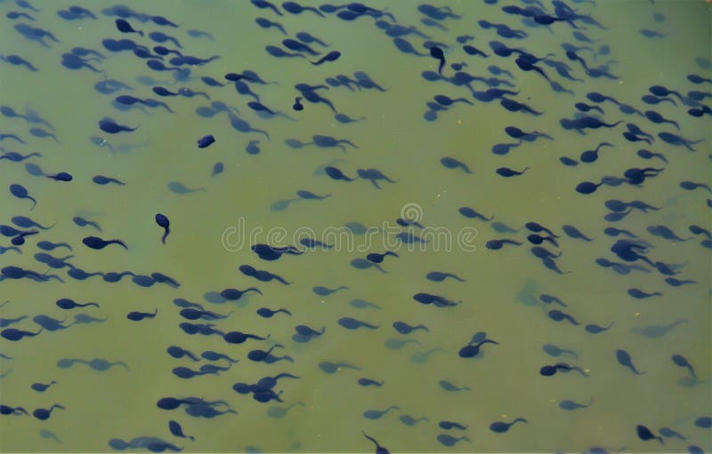 Many tadpoles in the water stock photo. Image of life - 186715708