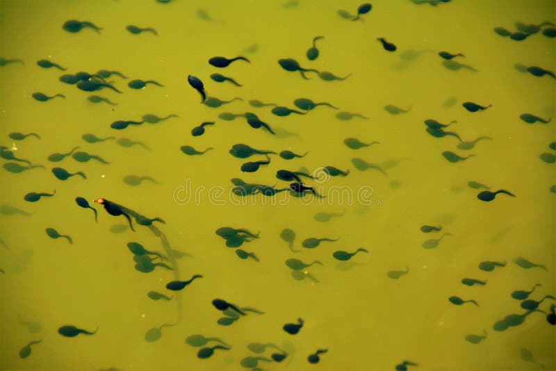 Many tadpoles in the water stock image. Image of pond - 186715741