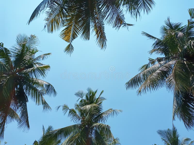 Many Tall Coconut Trees. Group of Palm Trees with Low Angle View ...