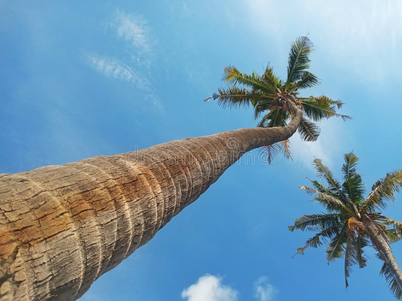 Many Tall Coconut Trees. Group of Palm Trees with Low Angle View ...