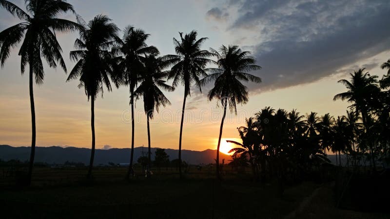 Many Tall Coconut Trees. Group of Palm Trees with Low Angle View ...