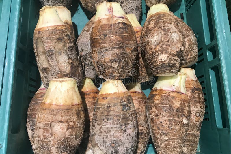 Many Taro Root in Green Container Stock Image - Image of oriental ...