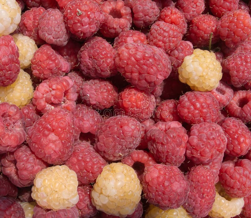 Many Tasty Fresh Raspberry Closeup Stock Photo - Image of close, rich ...