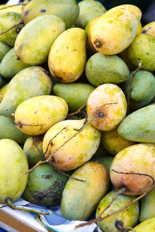 Many thai mango stock photo. Image of natural, mango - 41034952