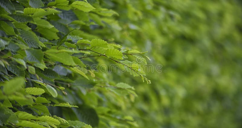 Thin Trees With Small Green Leaves Picture. Image: 82996807