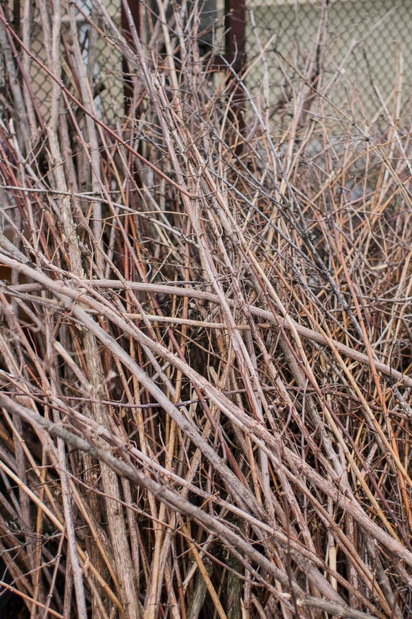 Many Thin Branches Texture in the Village of Wood and Straw Stock Image ...
