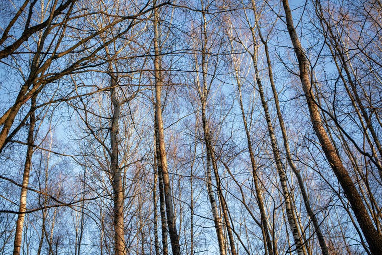 Many Thin Tree Trunks with a Blue Sky Behind Them in Warn Sunset Light ...