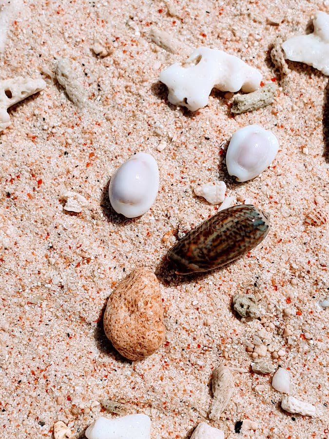 Many Things To Find on the Sand at the Beach Stock Image - Image of ...