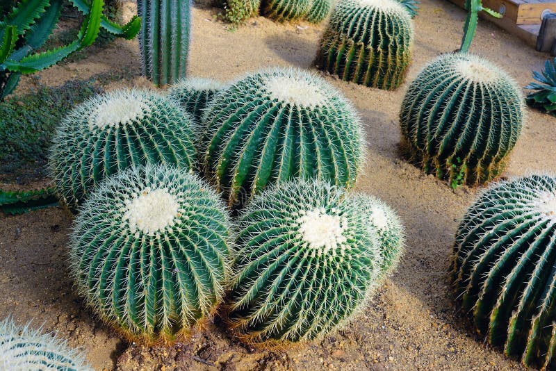Many Thorny Cacti Grow in Swamps but are Very Beautiful Stock Photo ...