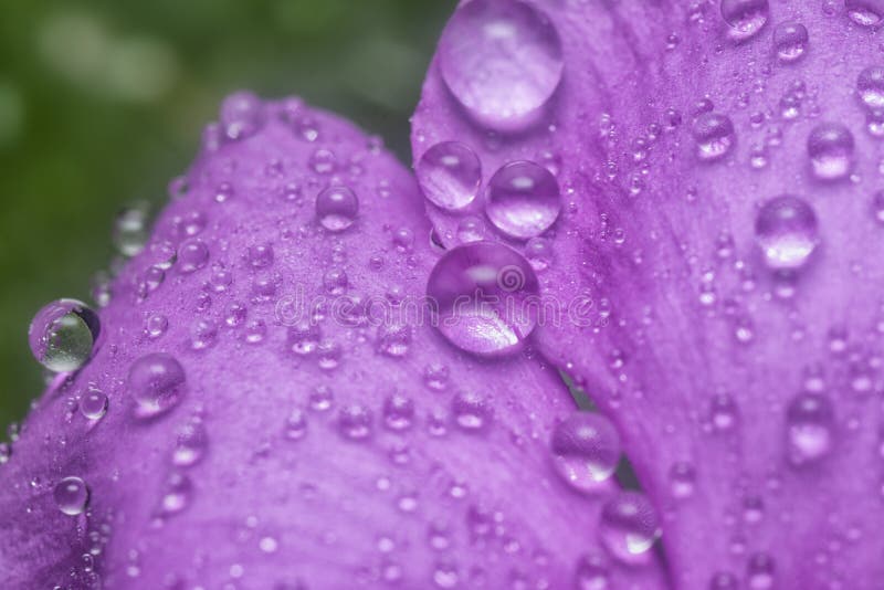Many Tiny of Rain Droplets on the Periwinkle Petals Stock Photo - Image ...