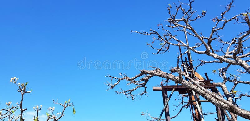 Many Tree Branch with Flower and Pole of Construction with Clear Blue ...