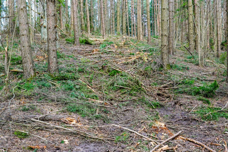 Many Tree Branches on the Ground in the Forest after Sanitary Felling ...